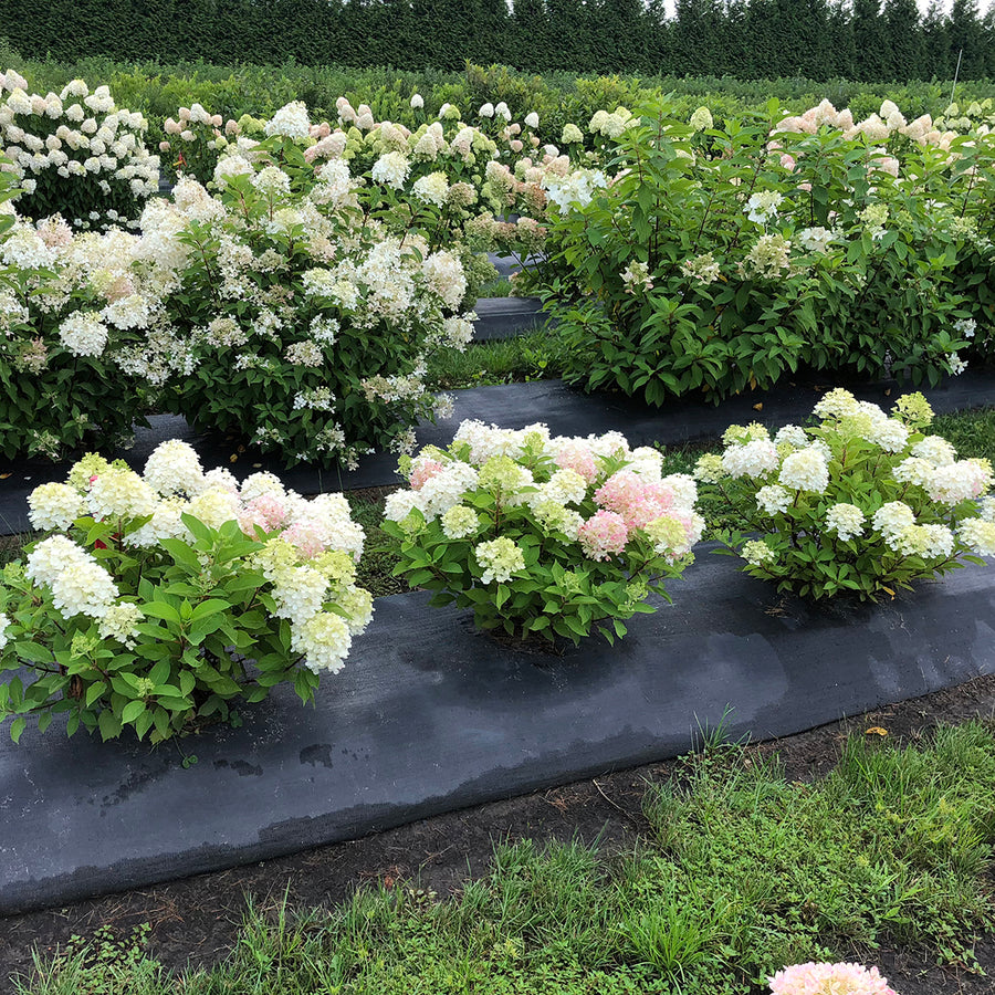 Fire Light Tidbit® Panicle Hydrangea