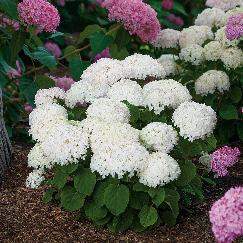 How Cold Is Too Cold For Hydrangeas?